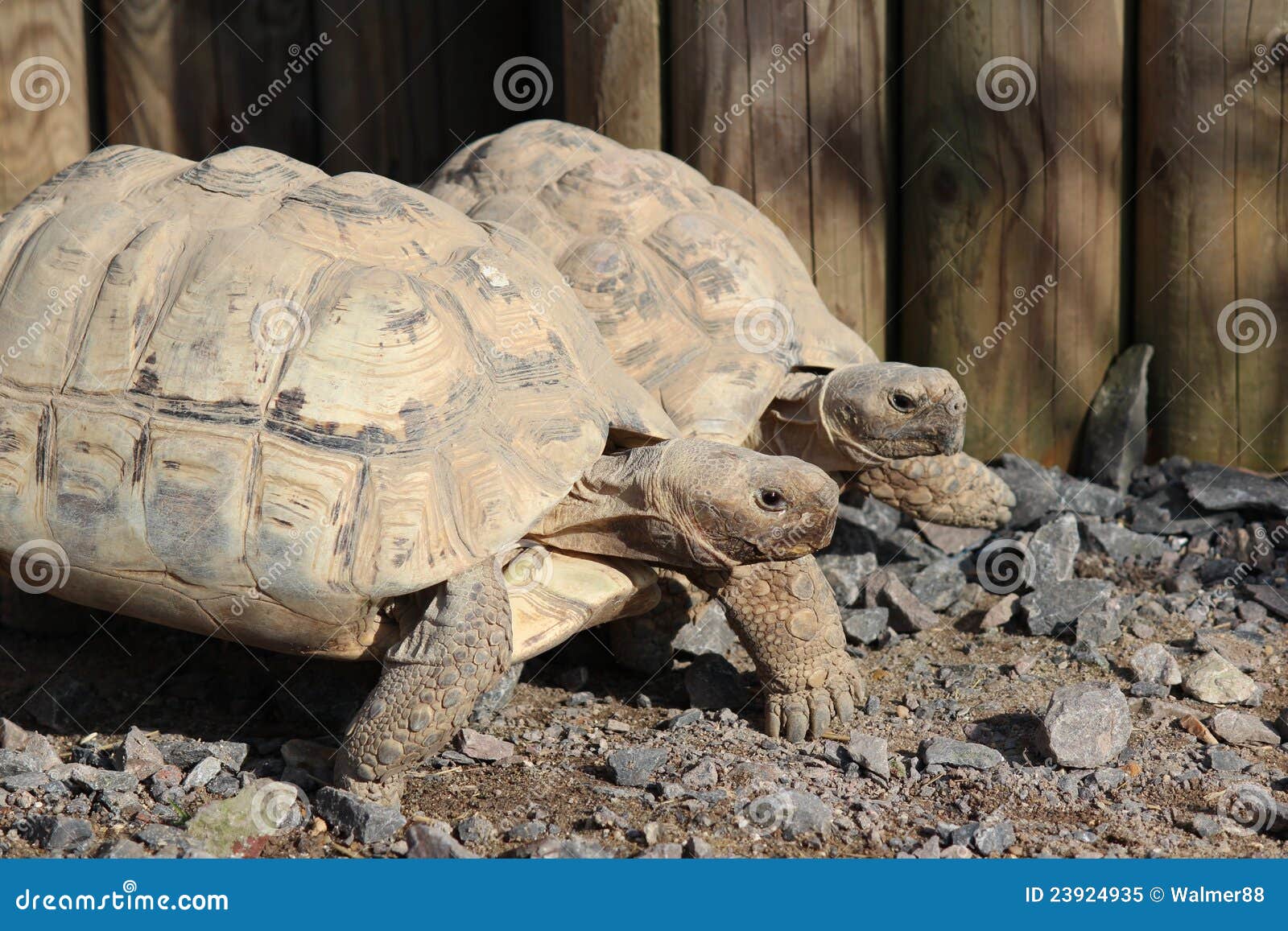 Two Tortoises stock image. Image of shell, tortoise, wildlife - 23924935
