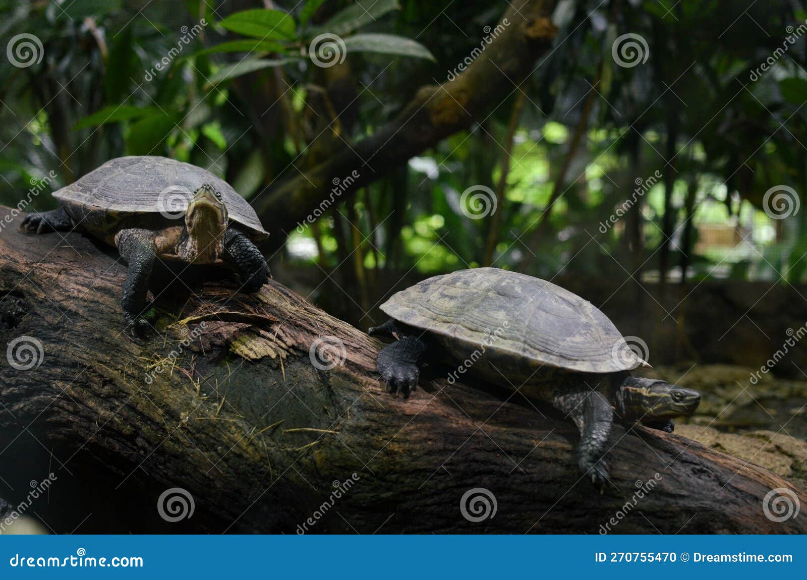 Two tortoises on the bark stock photo. Image of reptile - 270755470