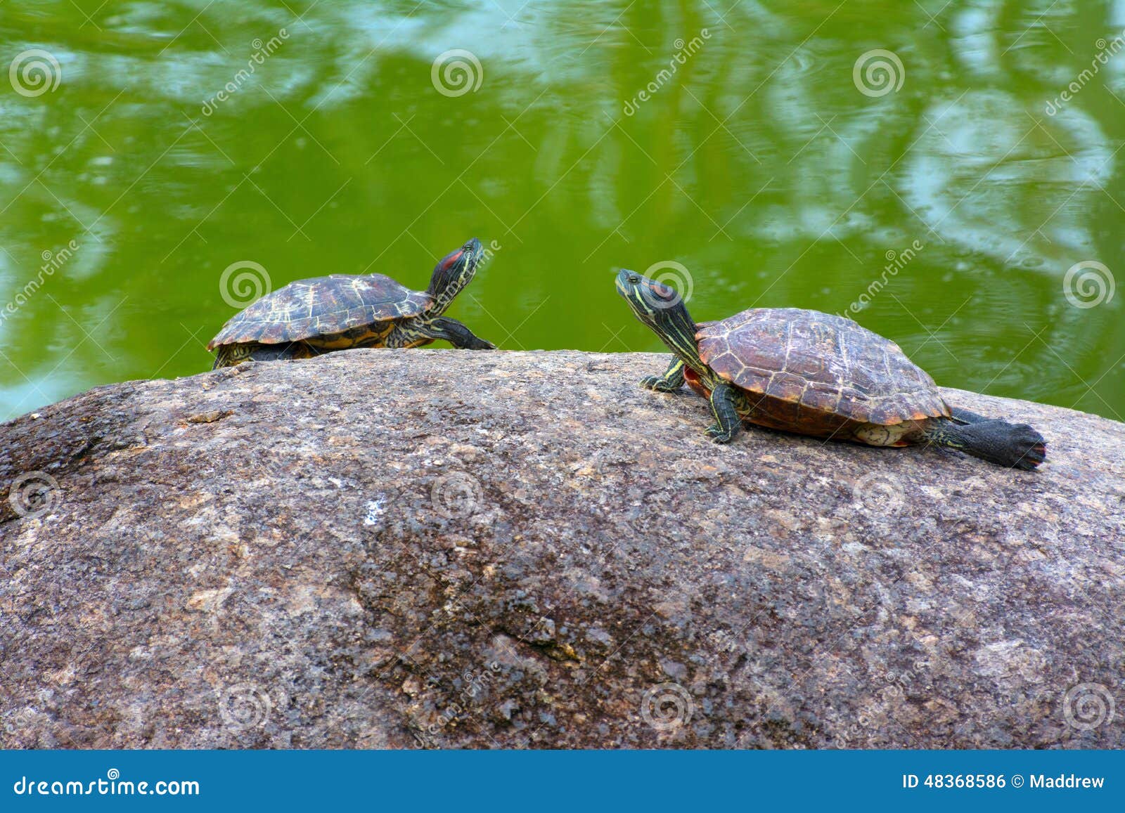 Two tortoises stock photo. Image of amphibians, sunshine - 48368586