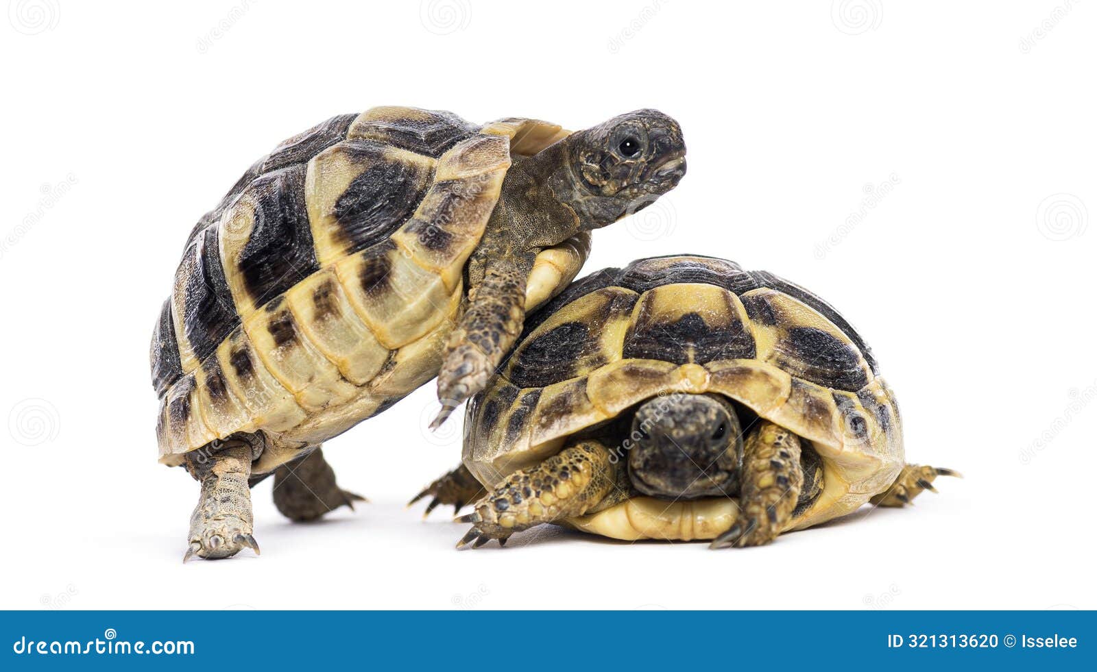Two Tortoises Standing on Top of Each Other on White Background Stock ...