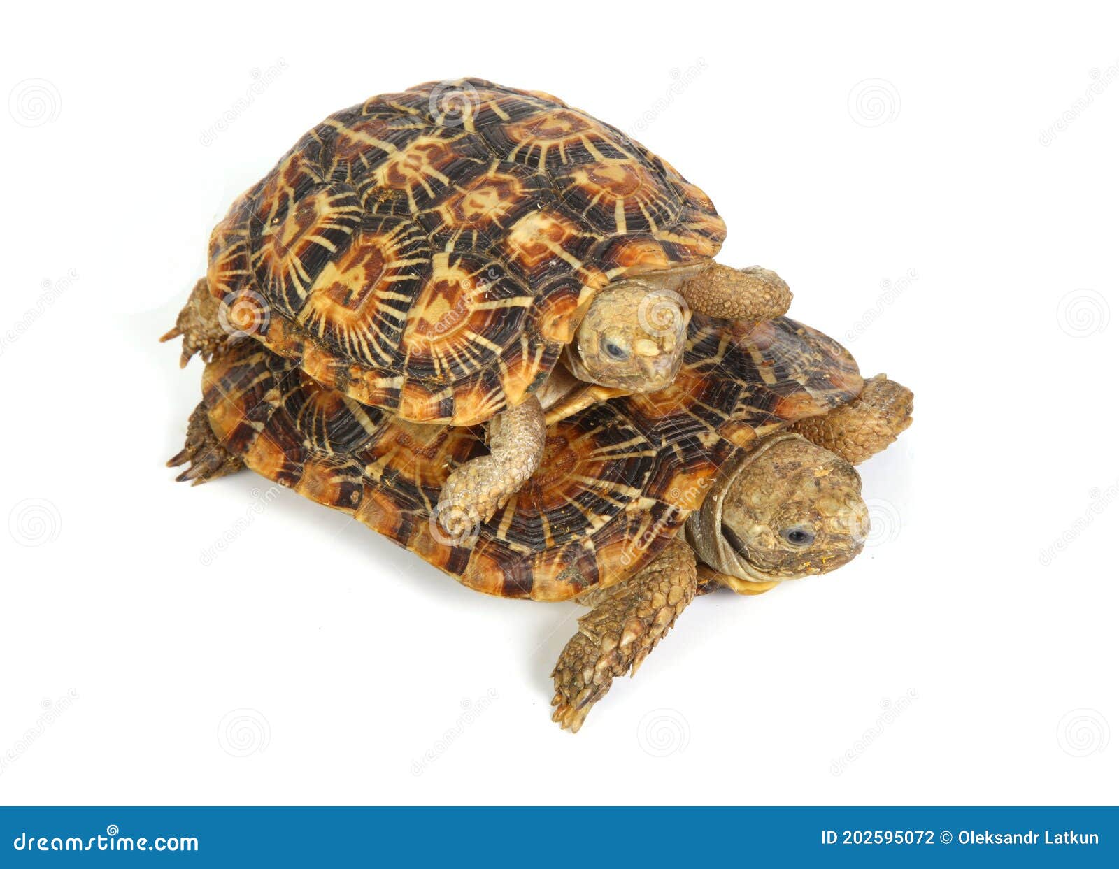 Two tortoises stock photo. Image of reptile, tortoise - 202595072