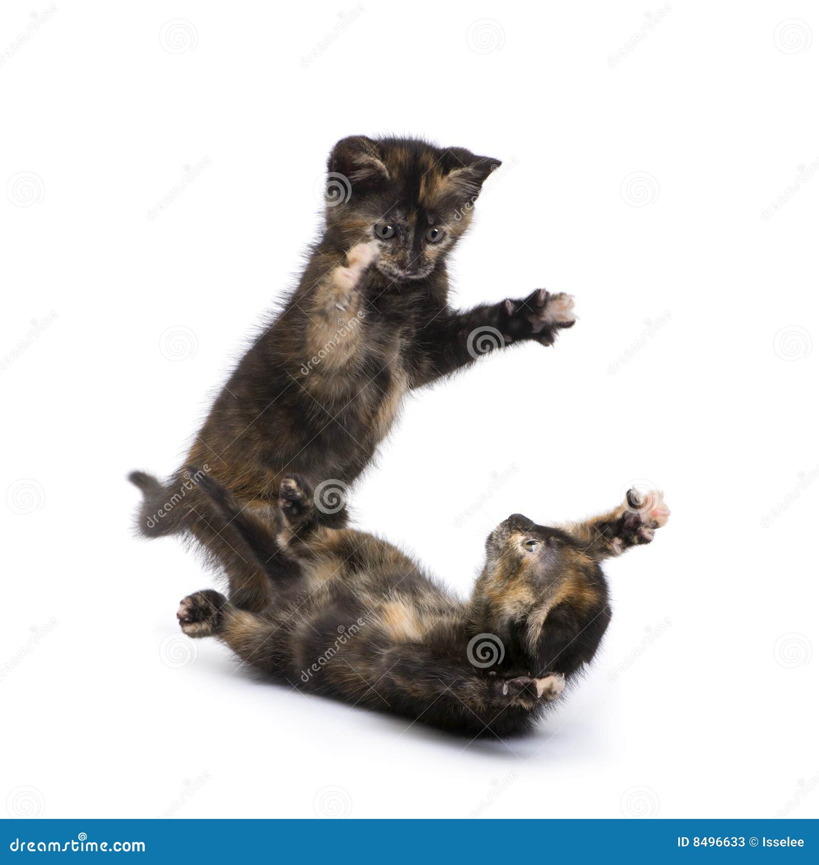 Tortoiseshell Siamese Cat Stock Photos - Free & Royalty-Free Stock ...