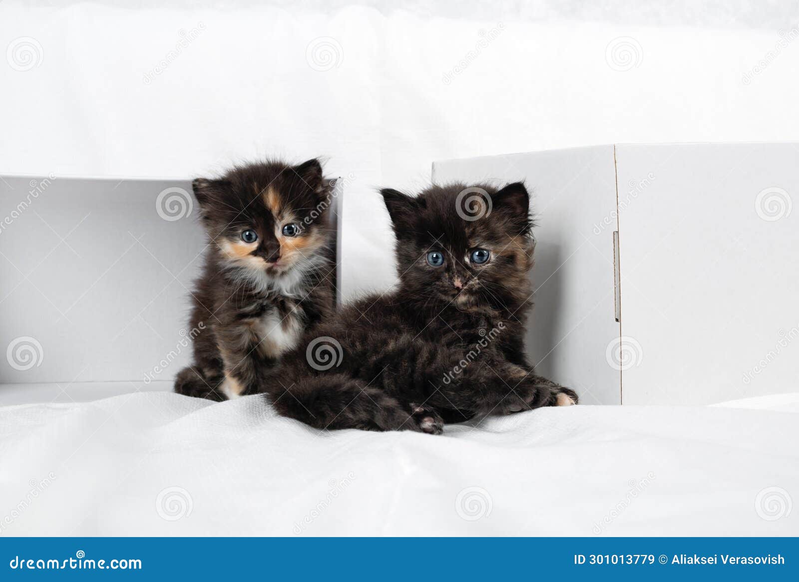 Two tortoiseshell kittens stock image. Image of furry - 301013779