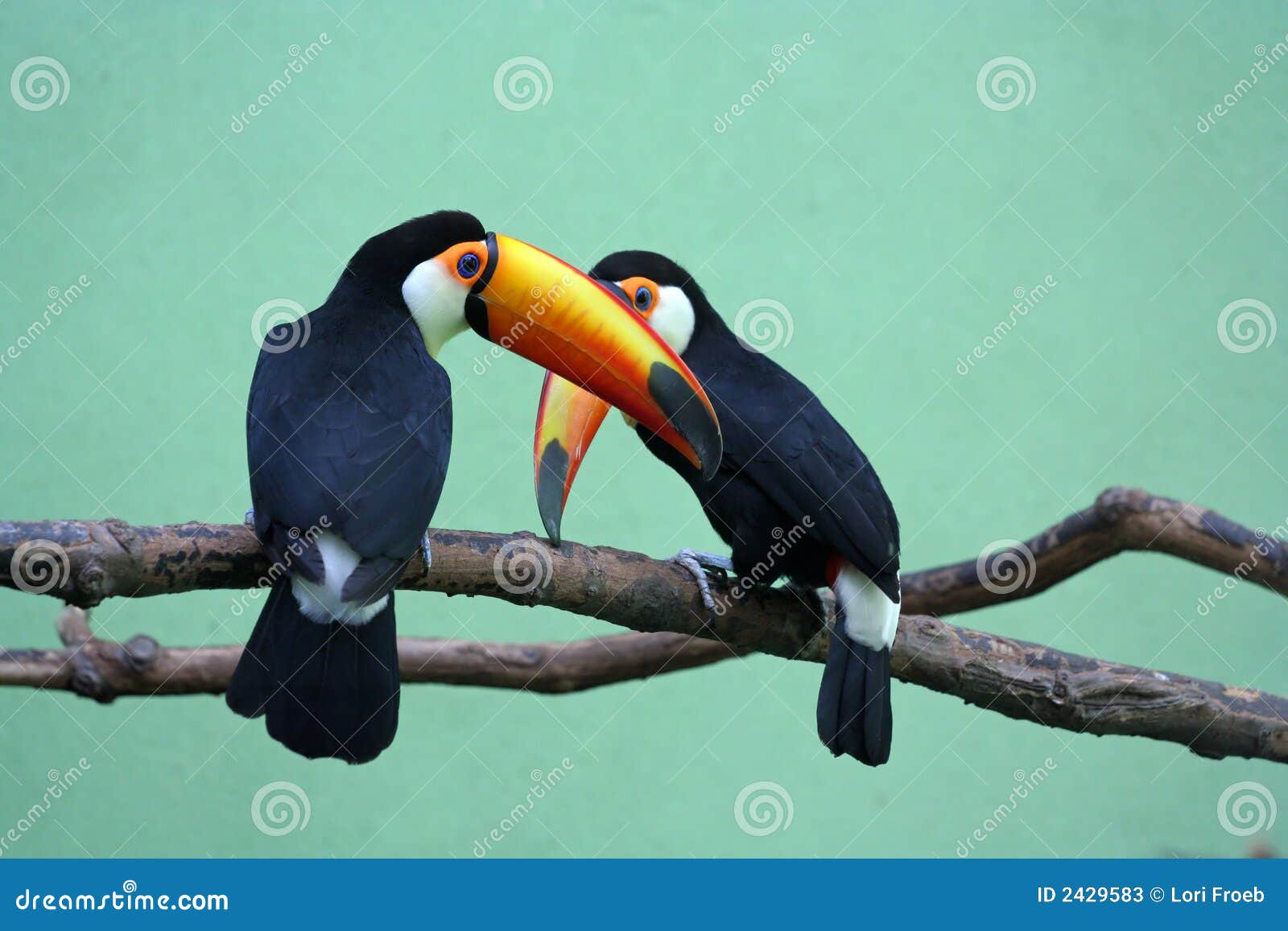 Two Toucans stock image. Image of tropical, rainforest - 2429583