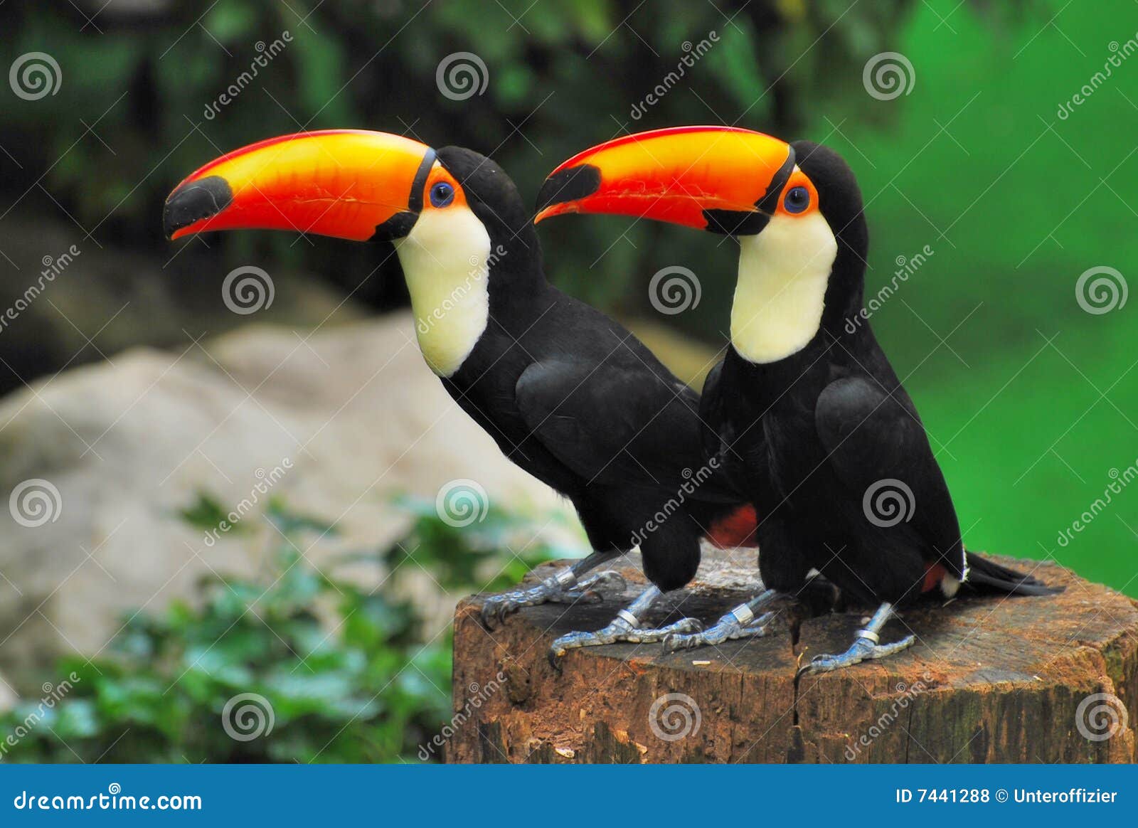 Two Toucans stock photo. Image of nature, biology, nest - 7441288
