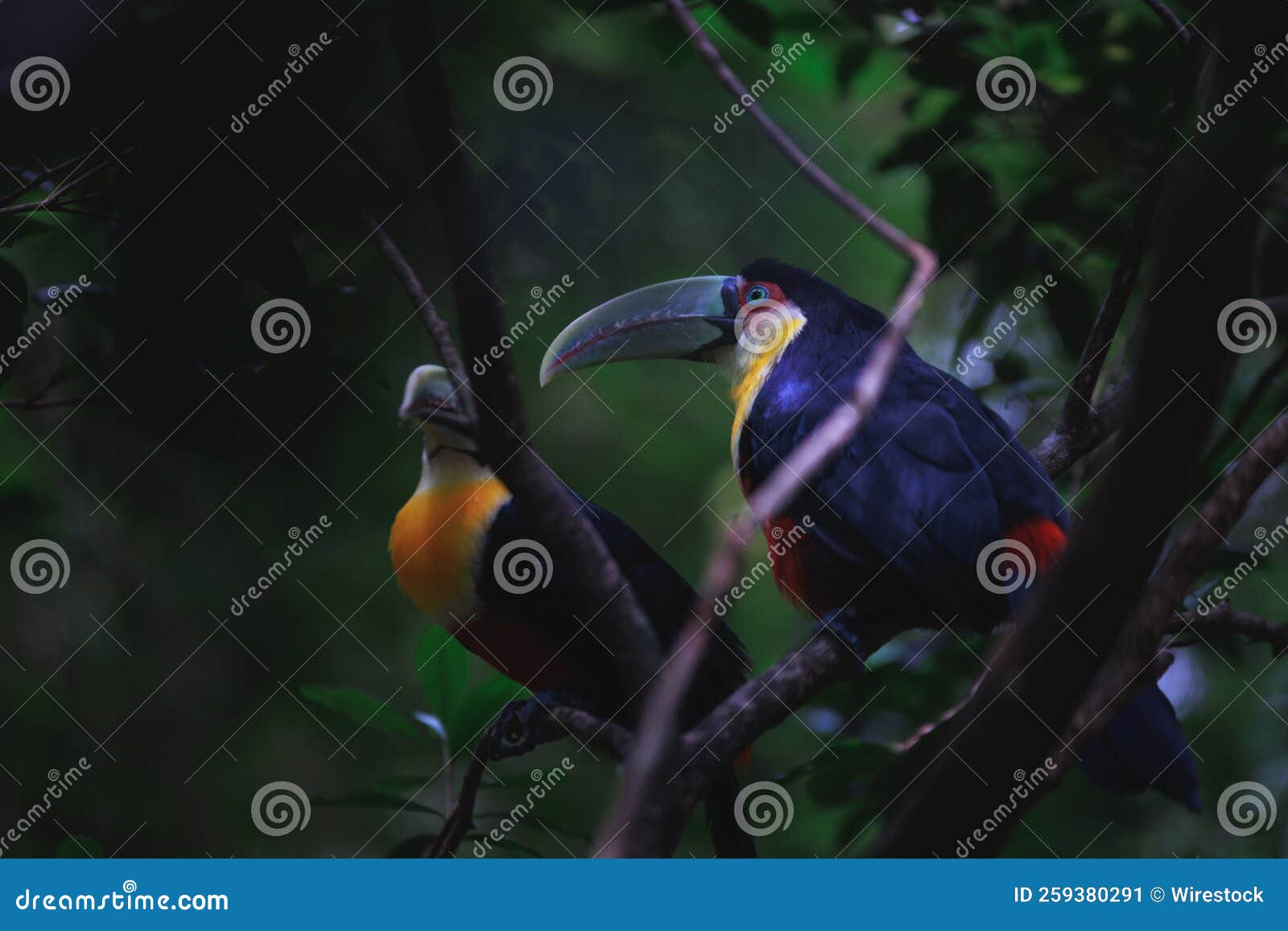 Two Toucans on the Tree Branch Stock Image - Image of wildlife, beak ...