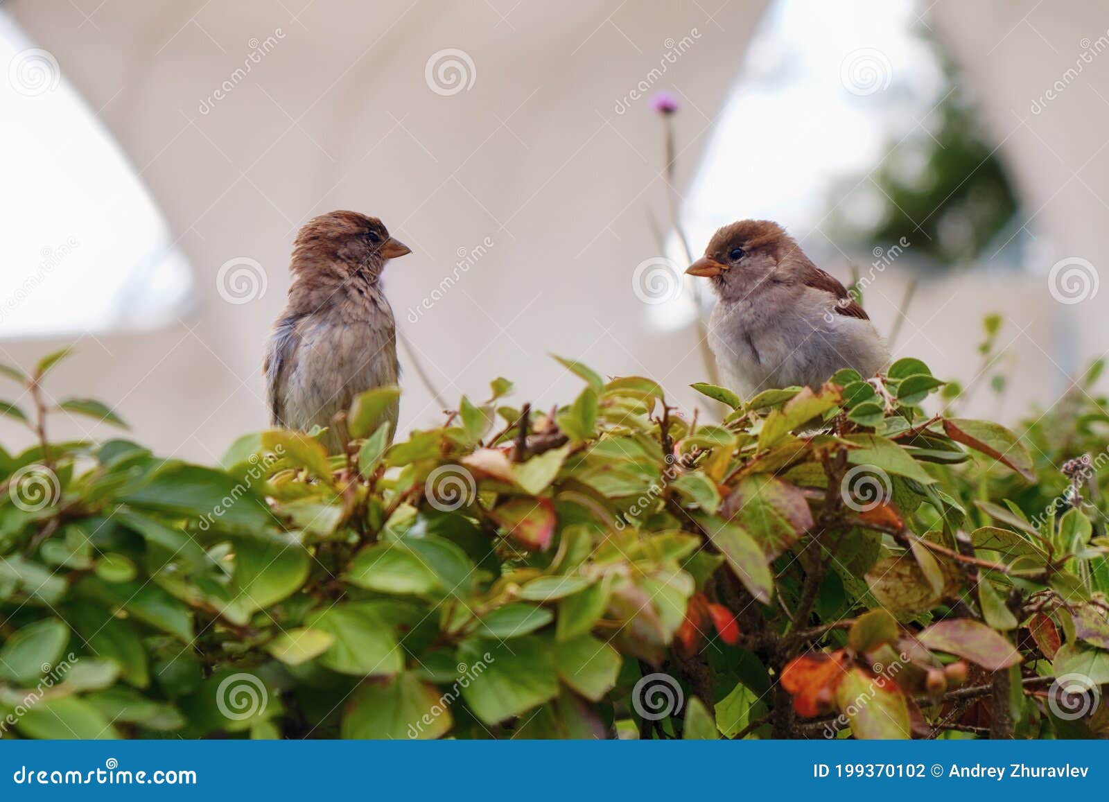 Two Tousled Sparrows Angry Look at Each Other Stock Photo - Image of ...