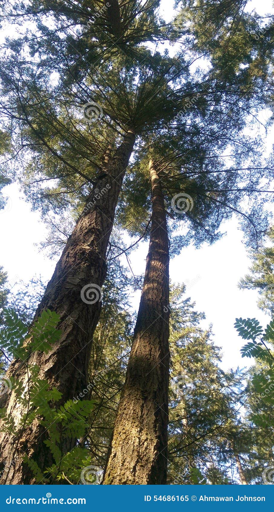 Two towering trees stock image. Image of nature, growth - 54686165