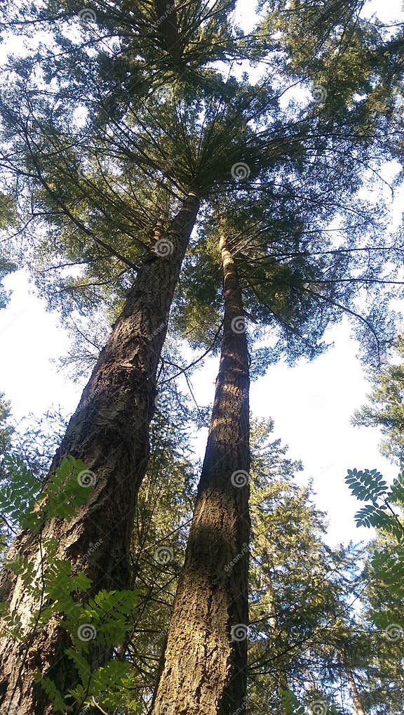 Two towering trees stock image. Image of nature, growth - 54686165