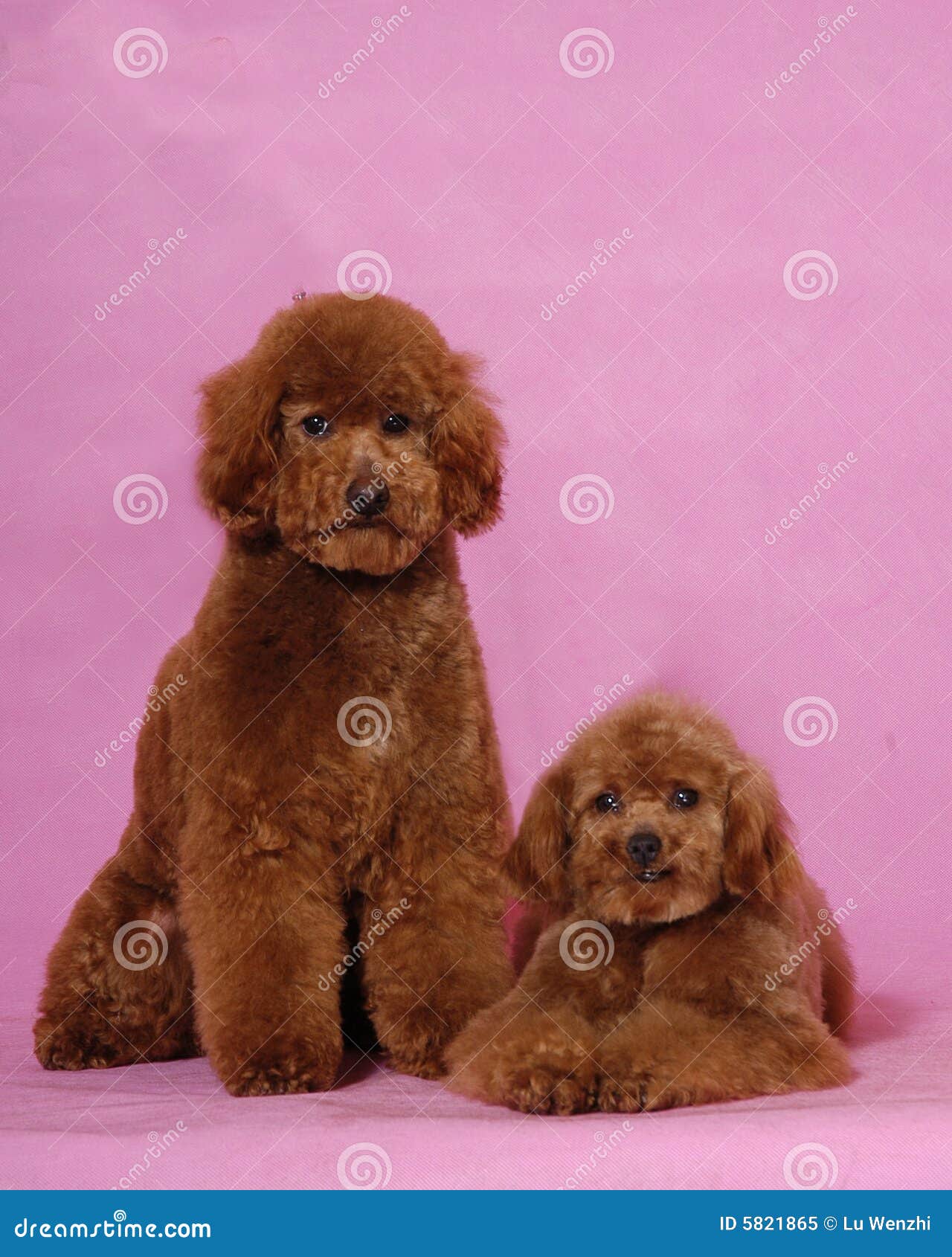 Two Toy Poodles&teddy Bear Stock Image - Image of cavalier, bear: 5821865