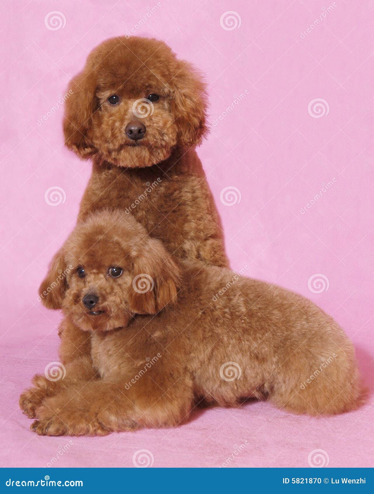 Two Toy Poodles&teddy Bear Picture. Image: 5821870