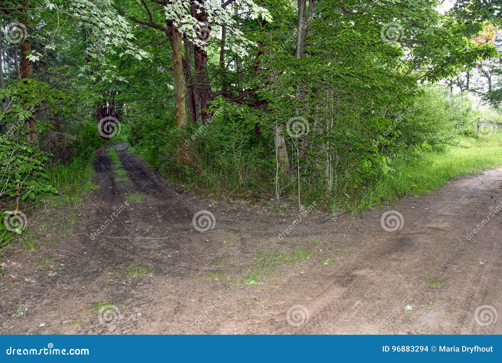Two Track Dirt Road in Woods Stock Photo - Image of rural, path: 96883294