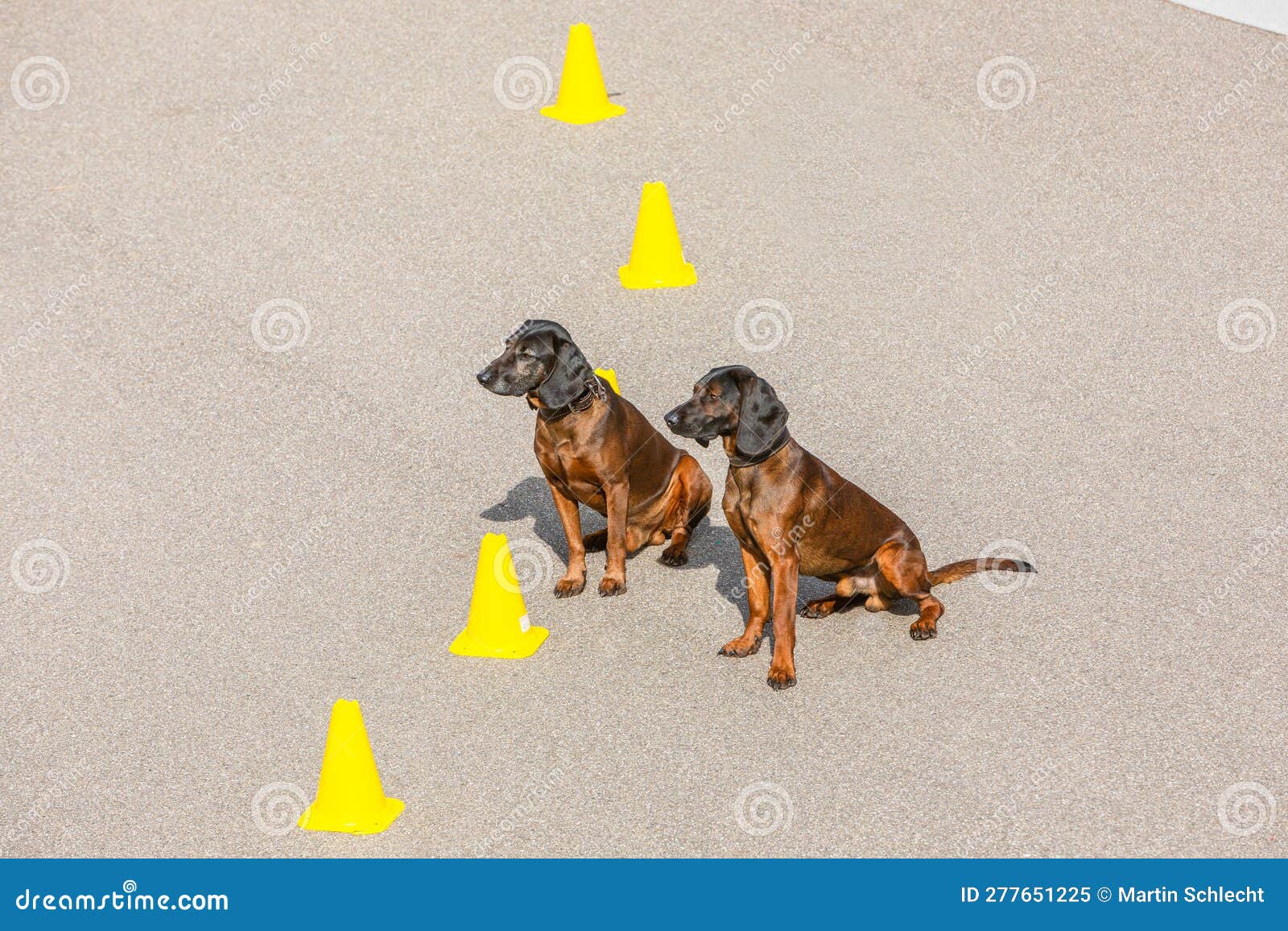 Two Tracker Dogs Wait for Command Stock Image - Image of animal ...