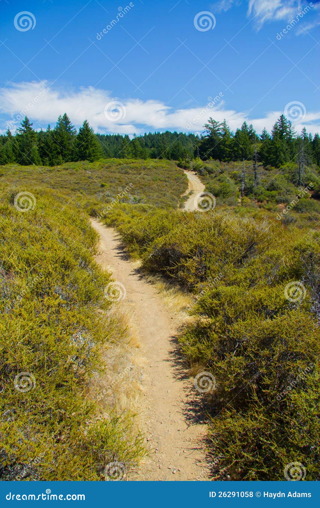 Two Trails on a Mountain with Pine Trees Stock Photo - Image of tees ...