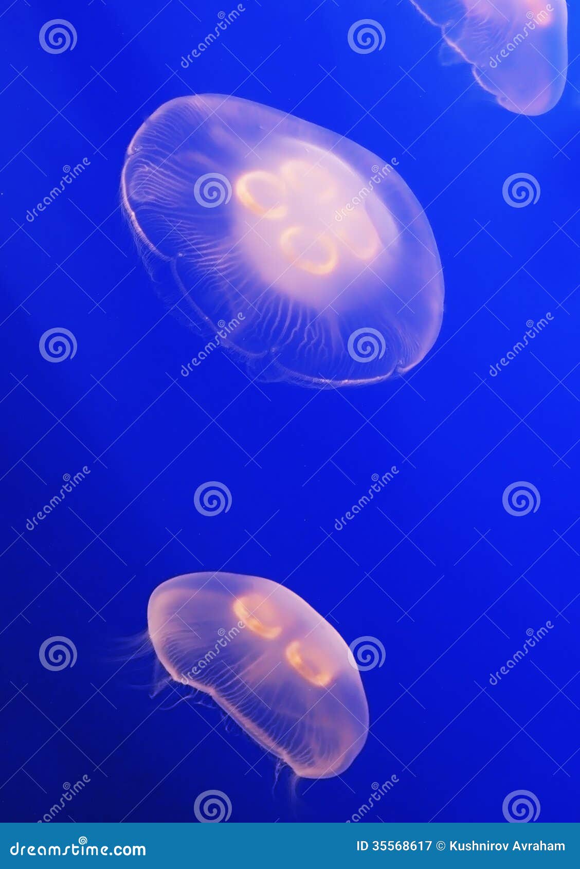 Translucent Jellyfish Underwater, Close-up Detail Of Tentacles And ...