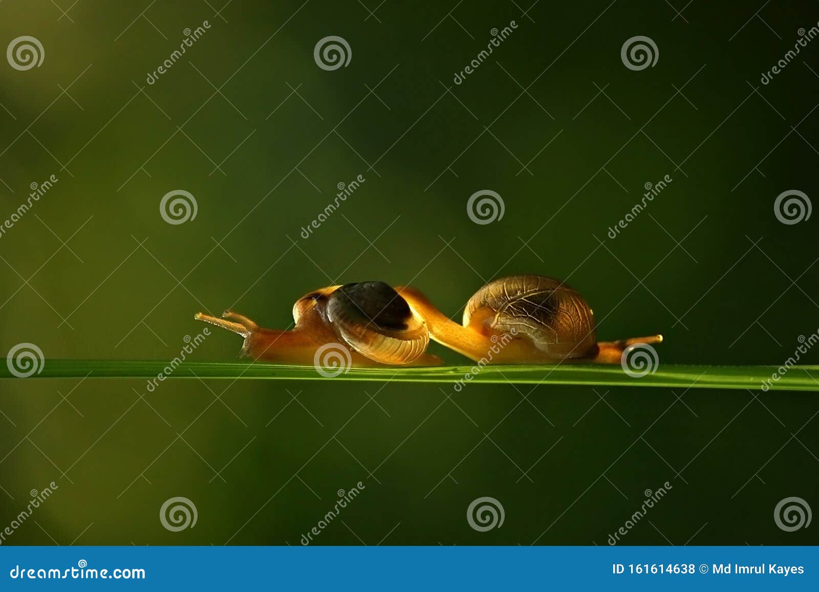 Two Transparent Garden Snails Joint Together. Stock Photo - Image of ...