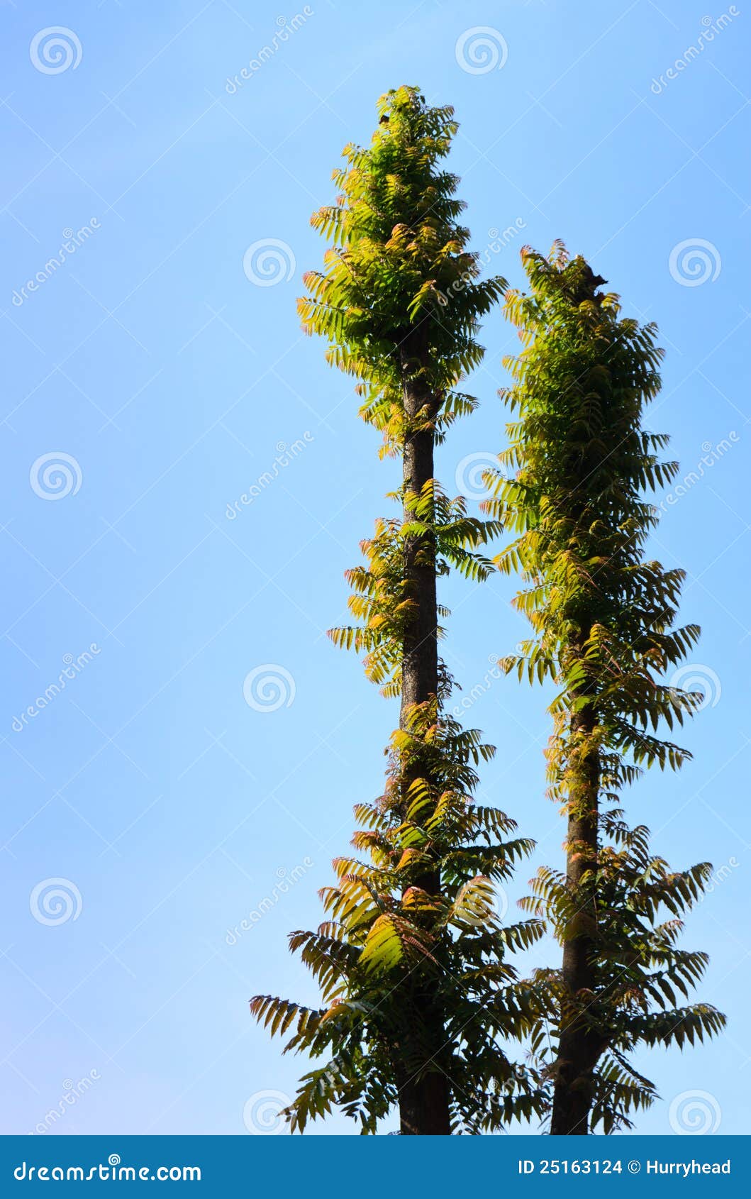 Two tree stock photo. Image of background, sunny, spring - 25163124