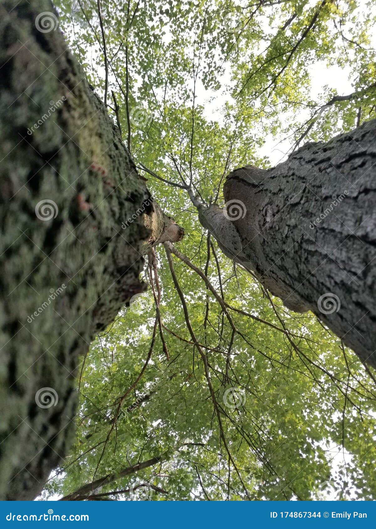 Between Two Tree Branch stock photo. Image of wood, trunk - 174867344
