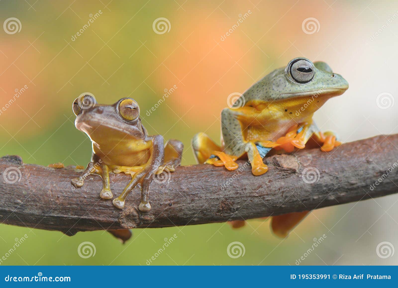 Two Tree Frog Difference Species Stock Image - Image of look, looking ...