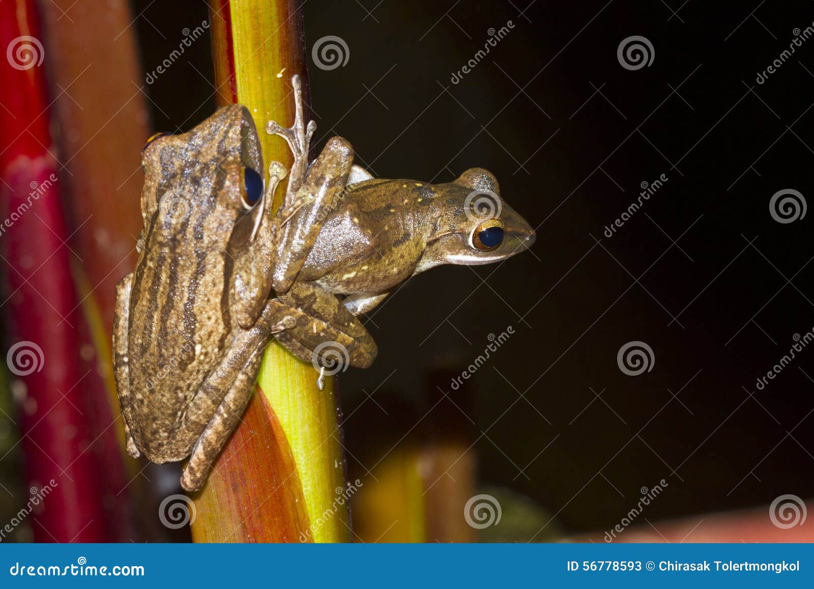 Two tree frog perched stock image. Image of copy, eyed - 56778593