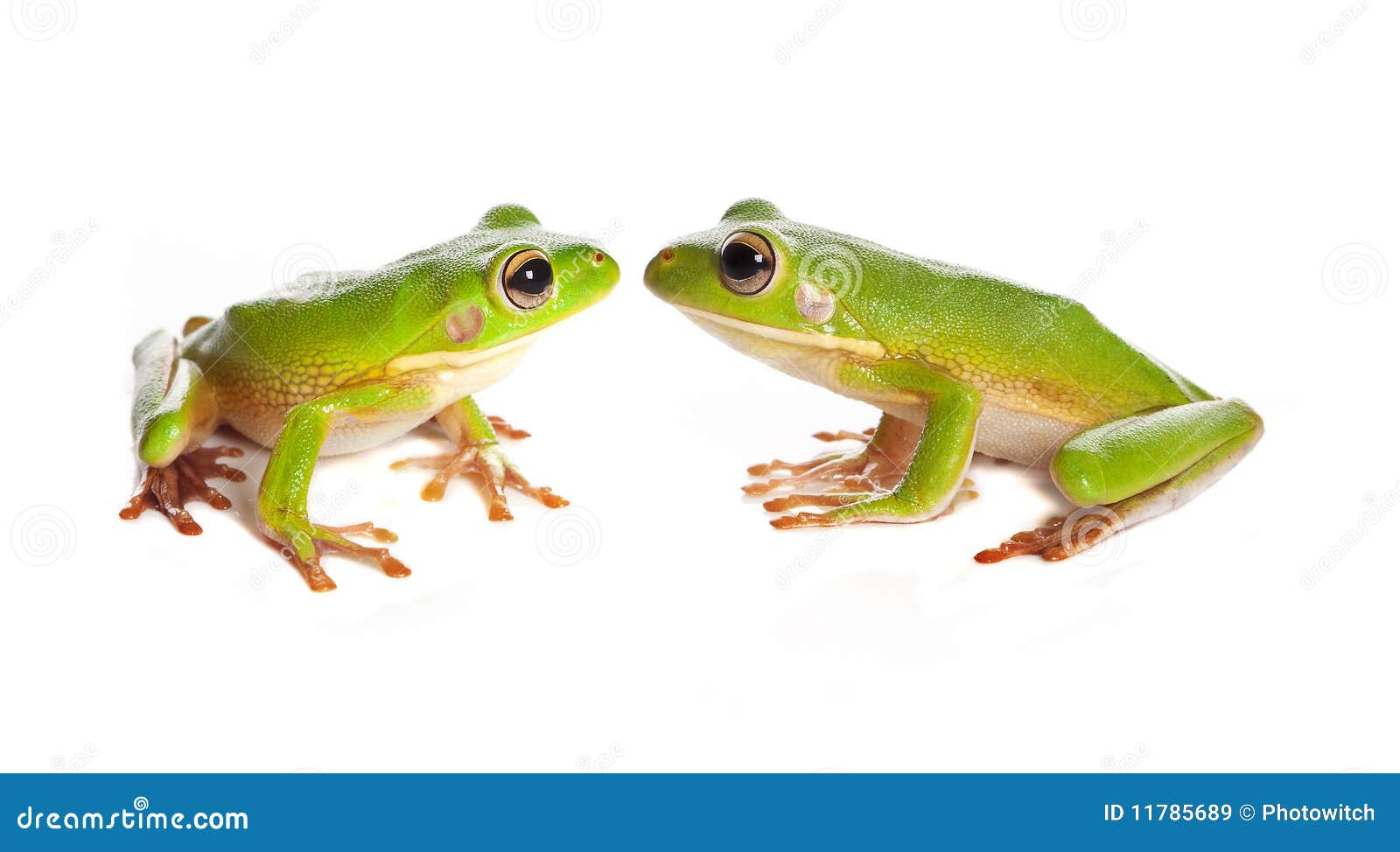 Two Frogs Royalty-Free Stock Photography | CartoonDealer.com #20885141