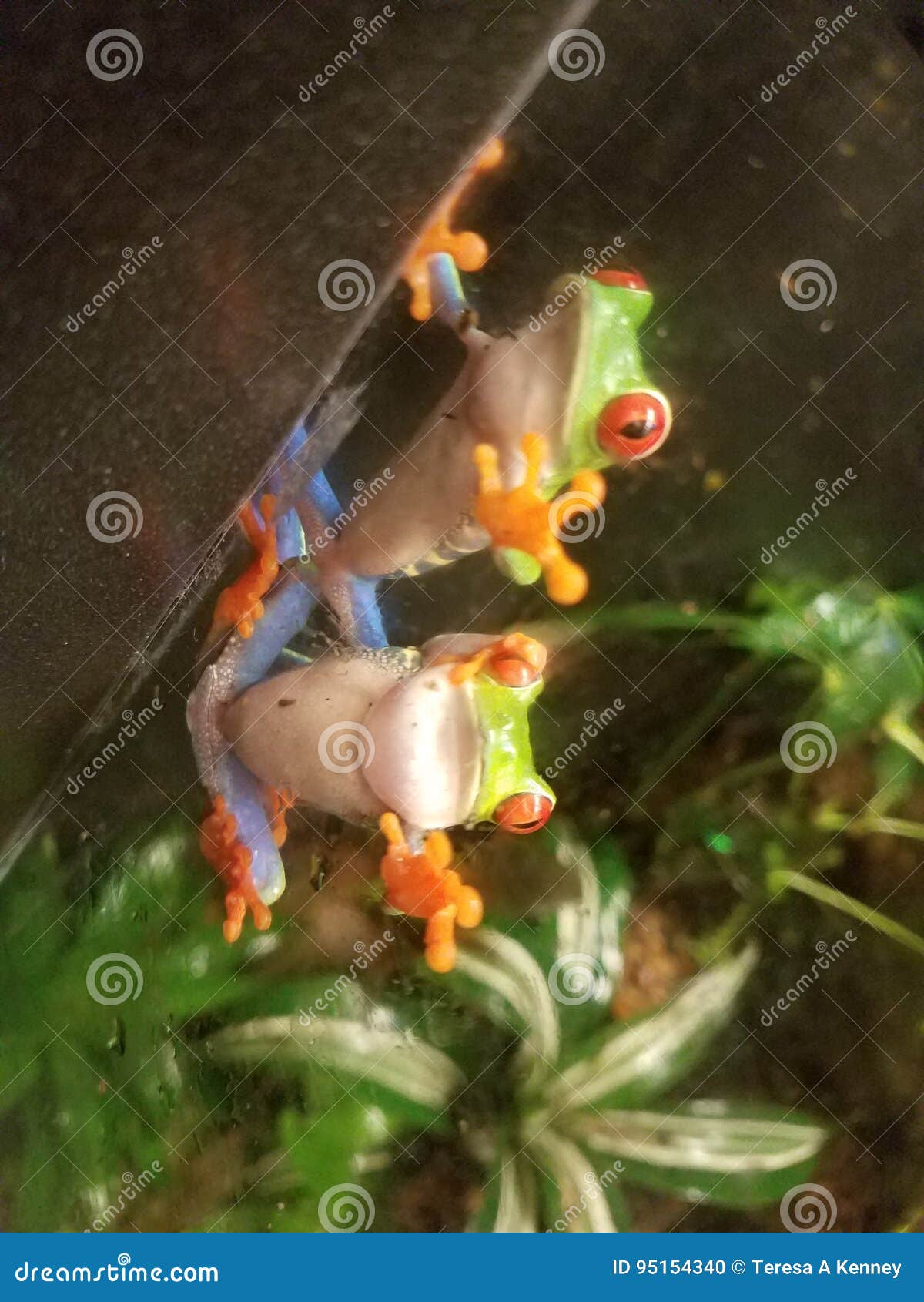 Two tree frogs stock photo. Image of enclosure, colorful - 95154340