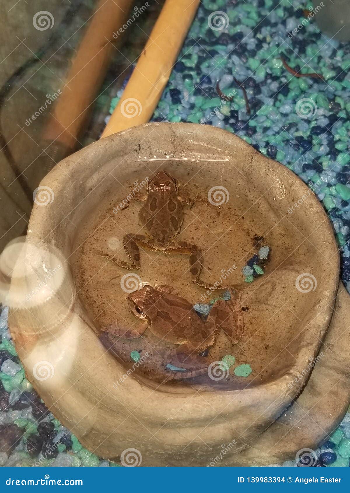 Two Tree Frogs in the Water Stock Photo - Image of water, swimming ...