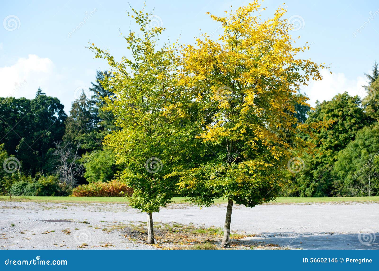 Two Tree with Green and Yellow Colour Stock Photo - Image of meadow ...