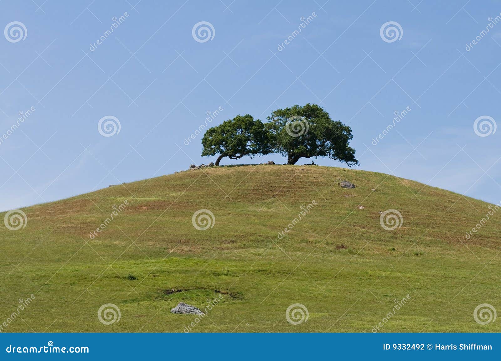 Two tree hill stock photo. Image of hill, california, novato - 9332492