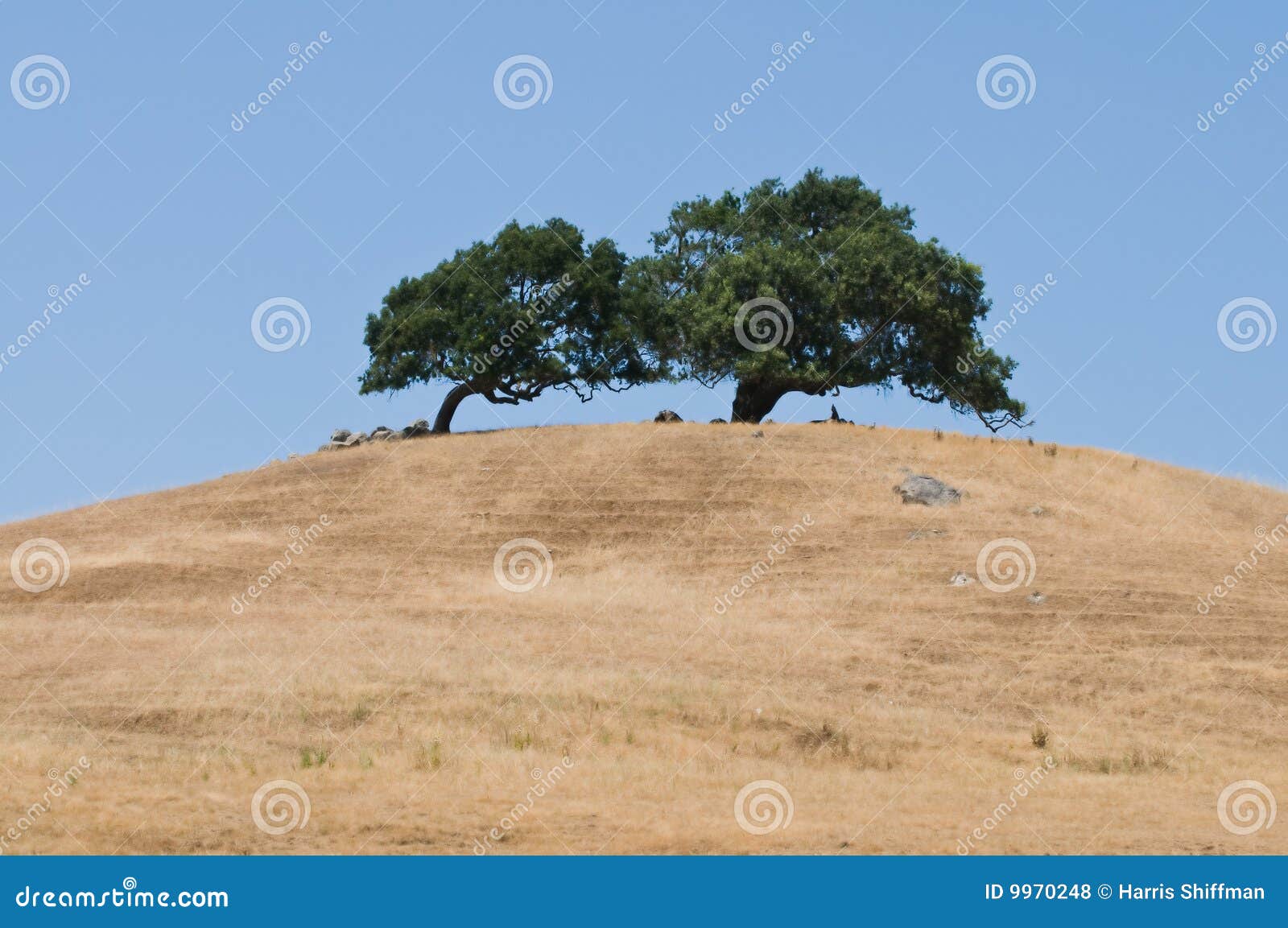 Two tree hill stock photo. Image of grass, parched, rural - 9970248