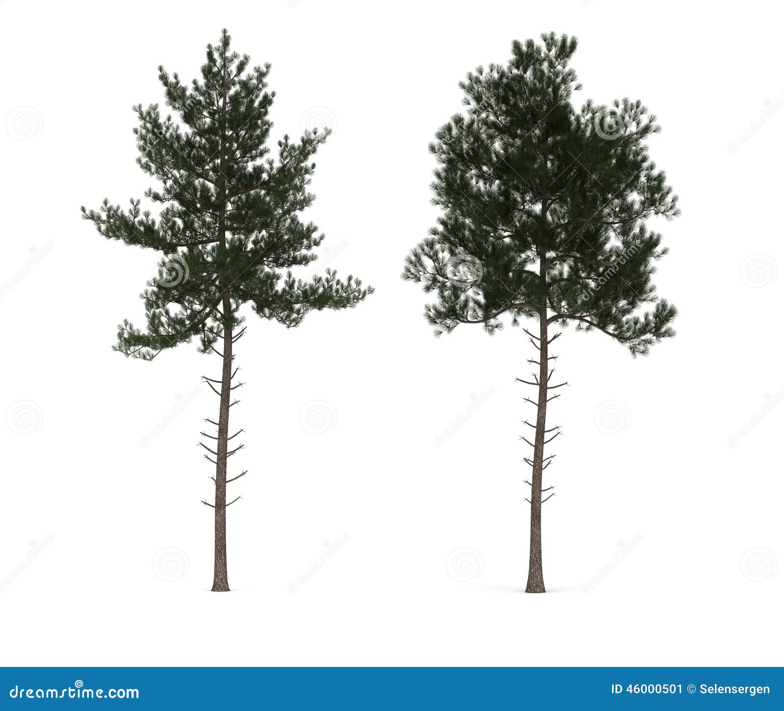 Two Tree stock illustration. Illustration of isolated - 46000501