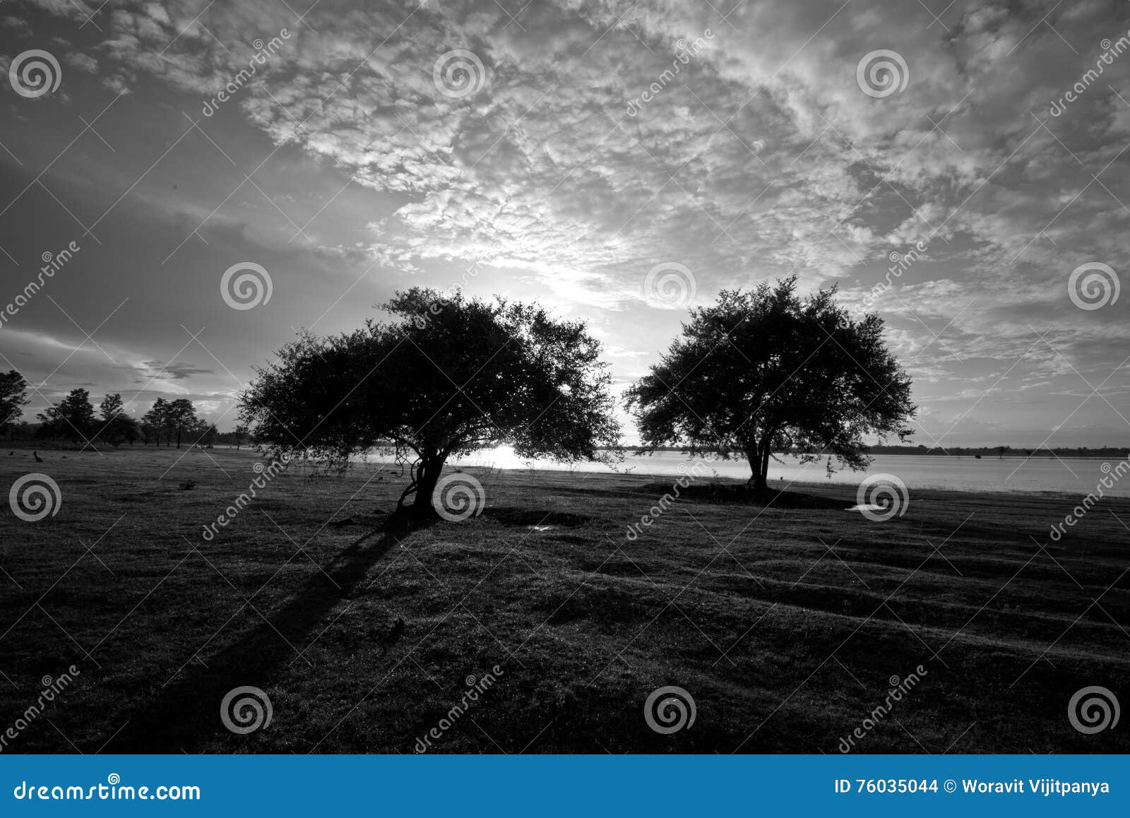 Two tree stock photo. Image of color, dusk, background - 76035044