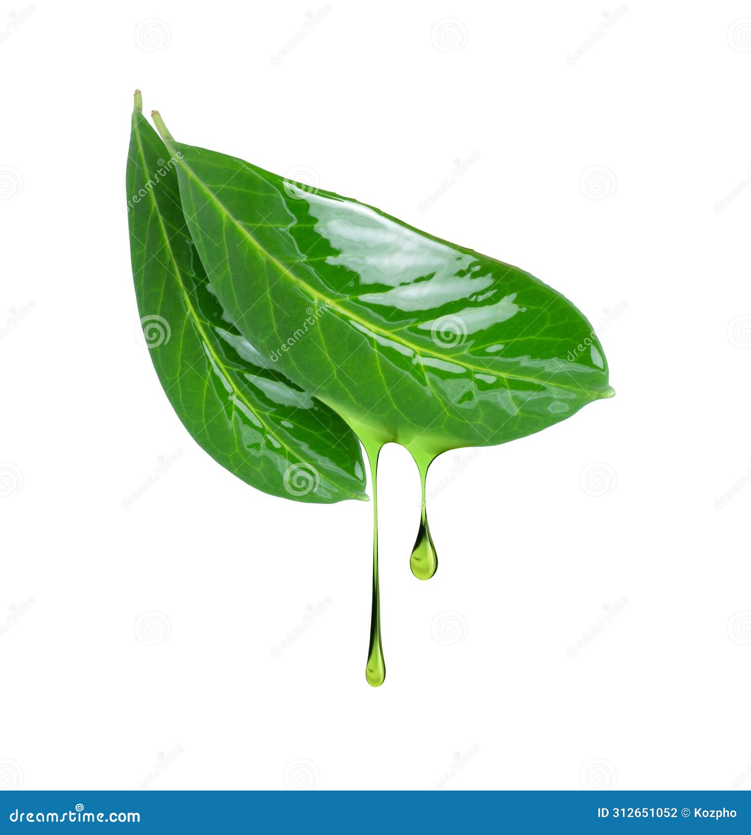 Two Tree Leaves with Stretched Oily Drops Close Up Isolated on a White ...