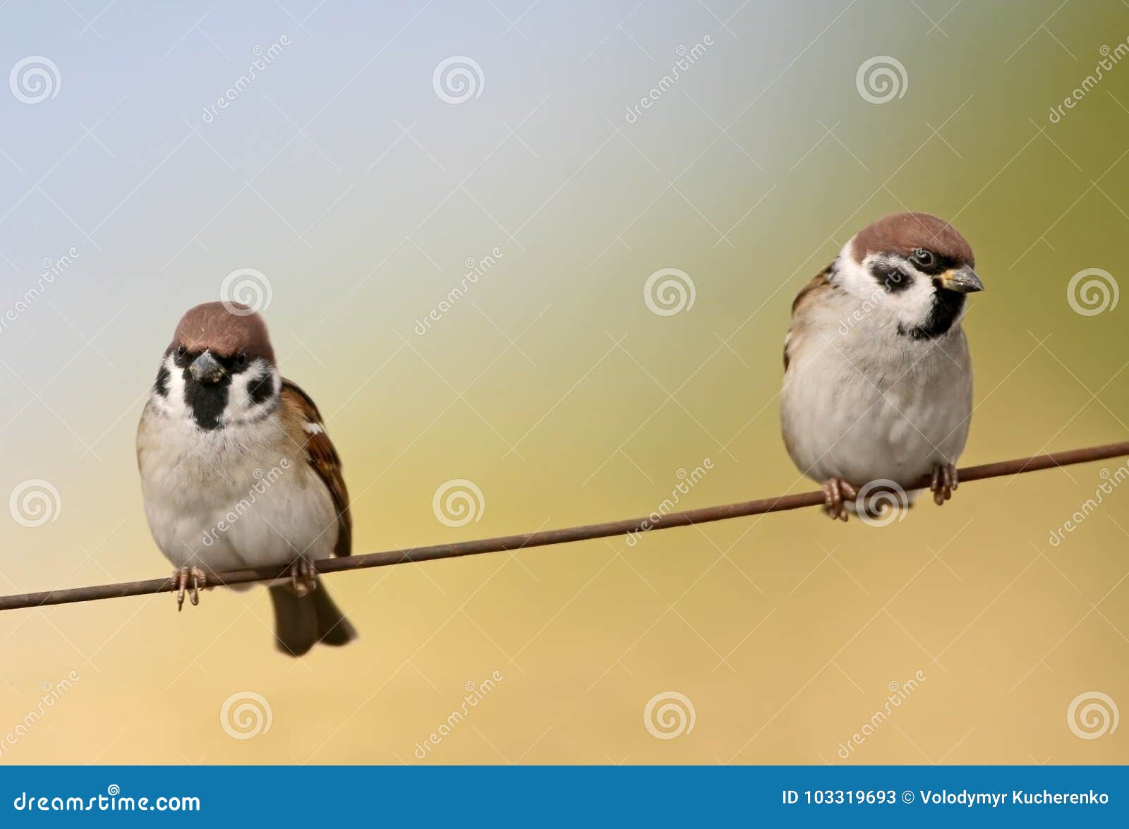 Two Tree Sparrow Sits on the Wire on Bicolor Blurred Backround Stock ...