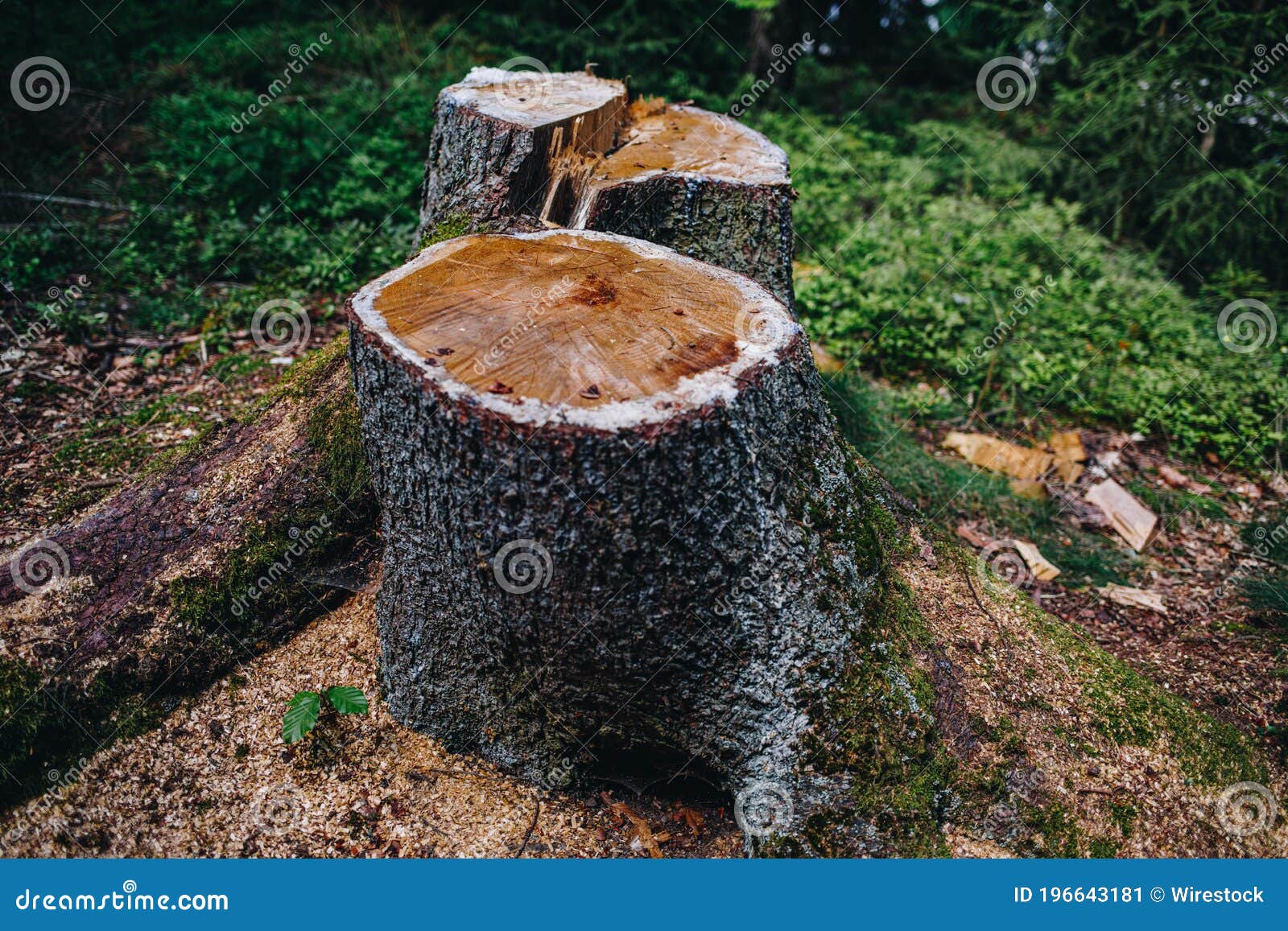 Two Tree Stumps in the Forest Stock Image - Image of travel, wooden ...