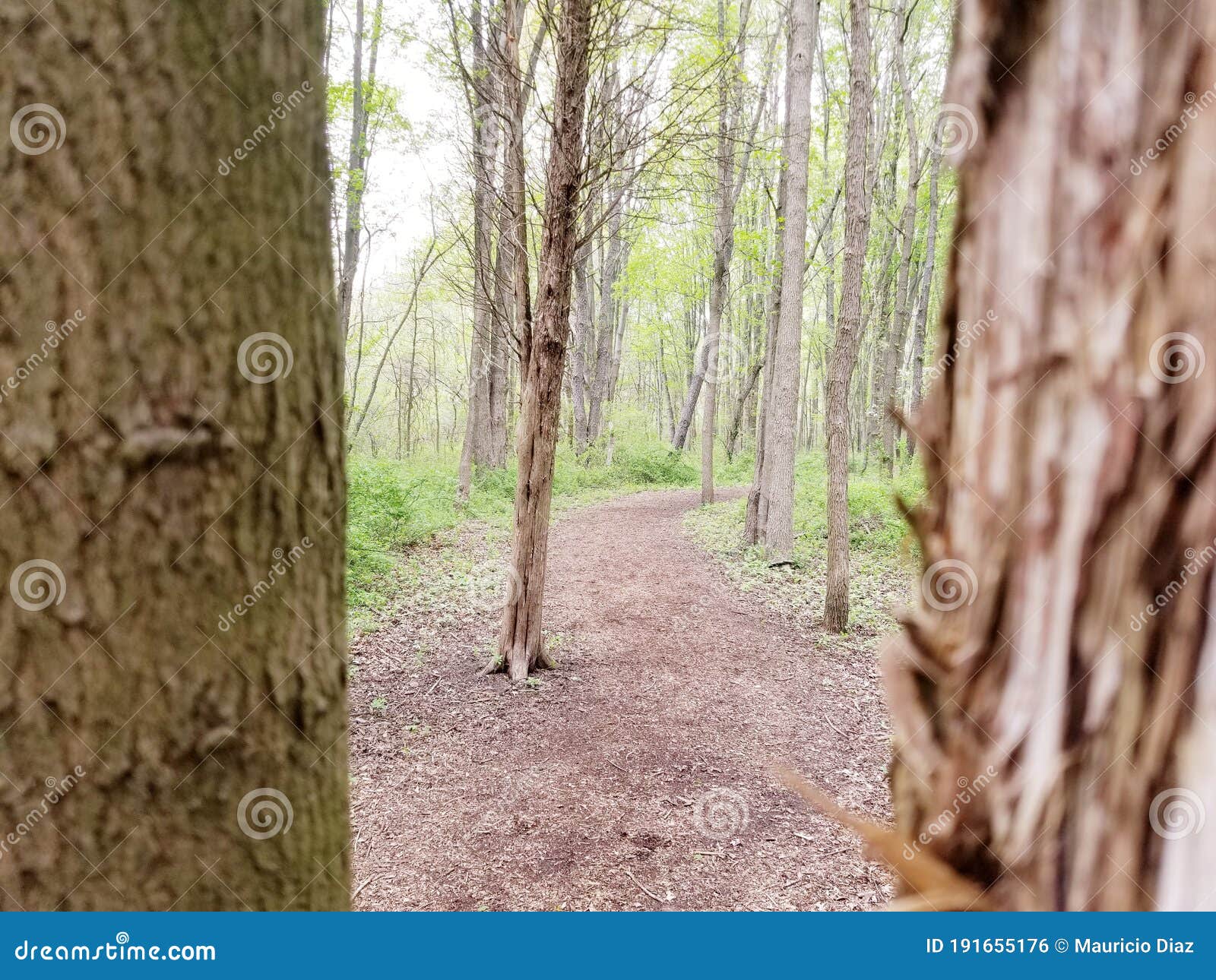 Two Tree Trail Green Forest Day Stock Photo - Image of woodland, green ...