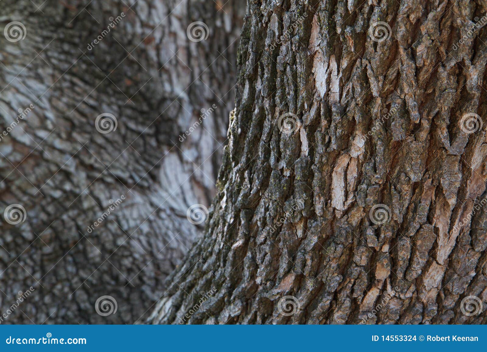 Two Tree Trunks stock photo. Image of detail, closeup - 14553324