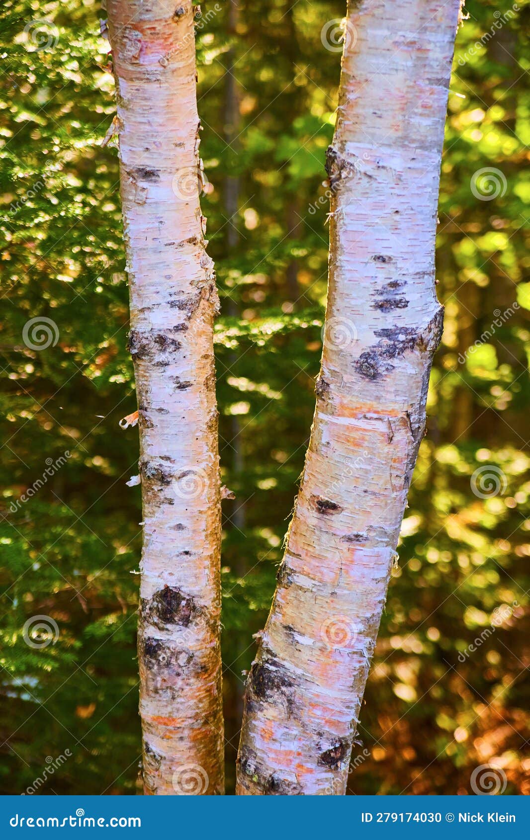 Two Tree Trunks of Birch or Aspen Trees Surrounded by Green Forest Wall ...