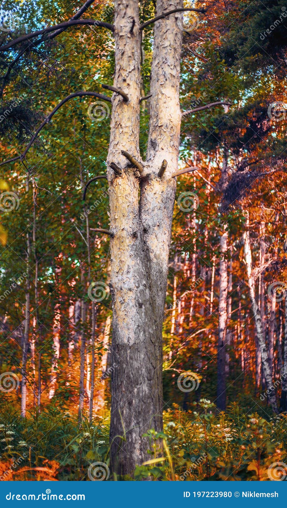 Two Tree Trunks in the Forest Grow from One Root, Intertwine at the ...