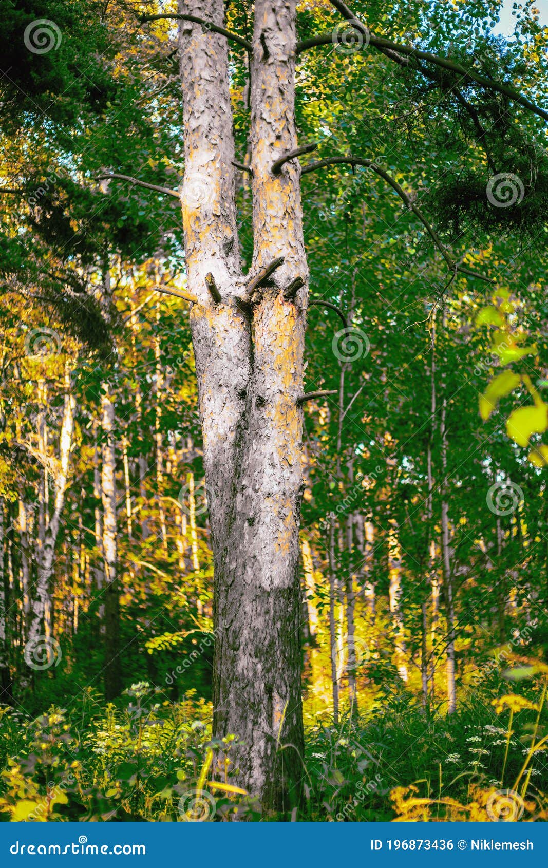 Two Tree Trunks Grow from One Root, Intertwining at the Bottom and ...