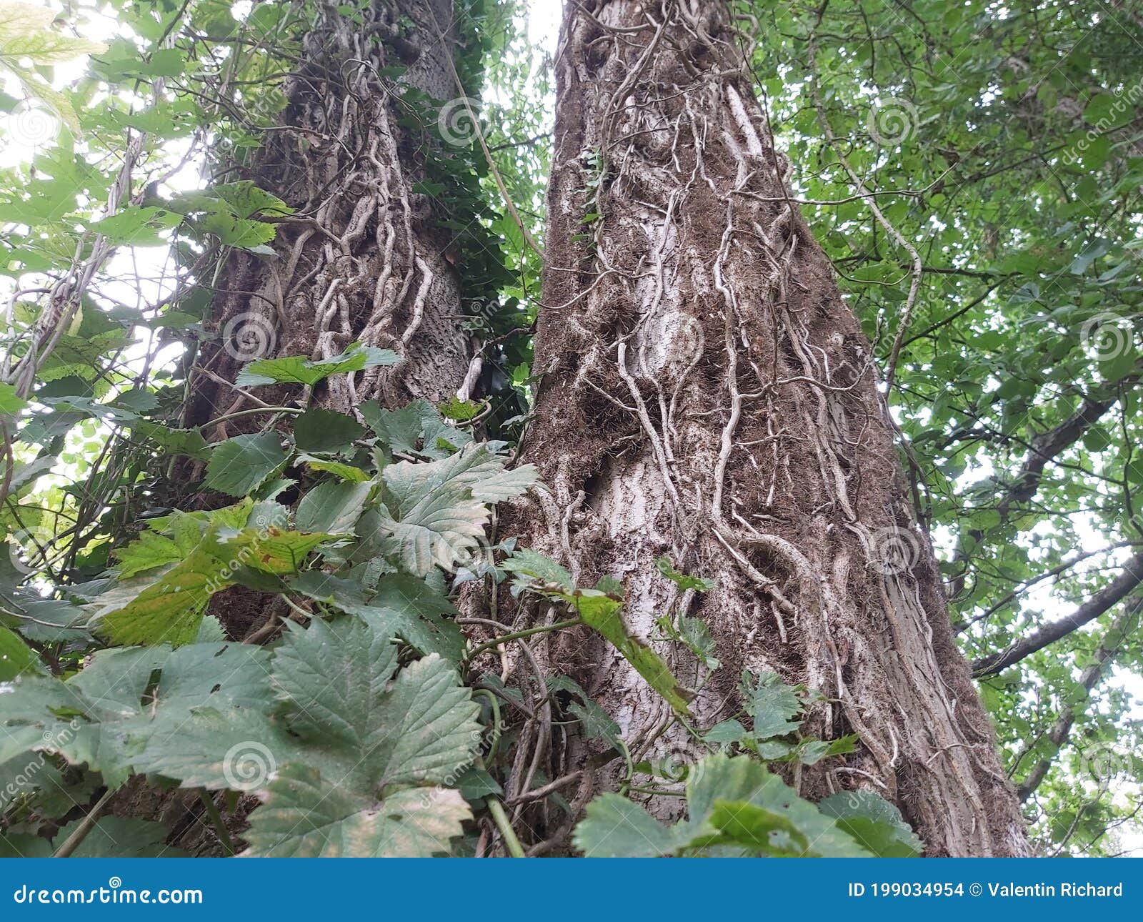 Towards the twin peaks stock photo. Image of stems, covered - 199034954