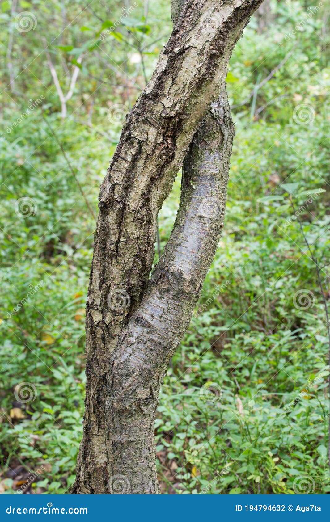 Two Tree Trunks Grown Together Closeup Stock Photo - Image of natural ...