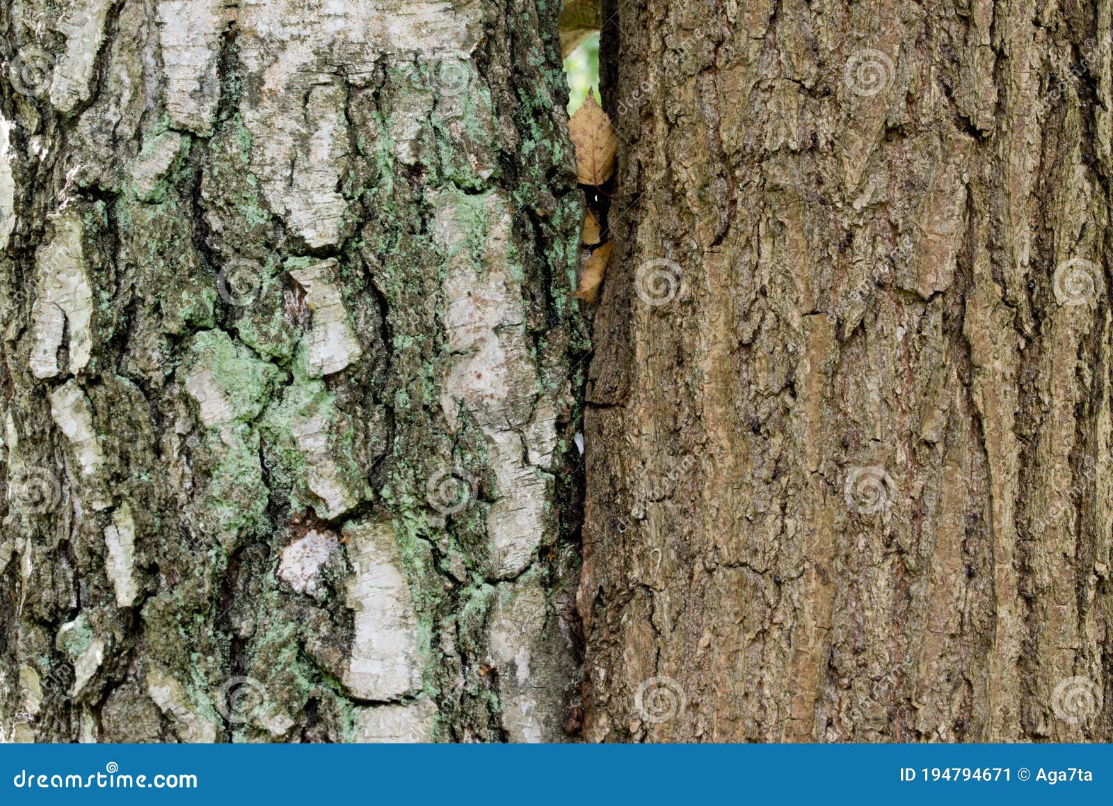 Two Tree Trunks Grown Together Closeup Stock Image - Image of bark ...