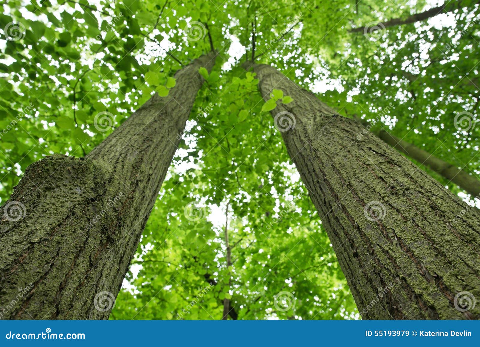 Two tree trunks stock image. Image of plant, depth, forest - 55193979