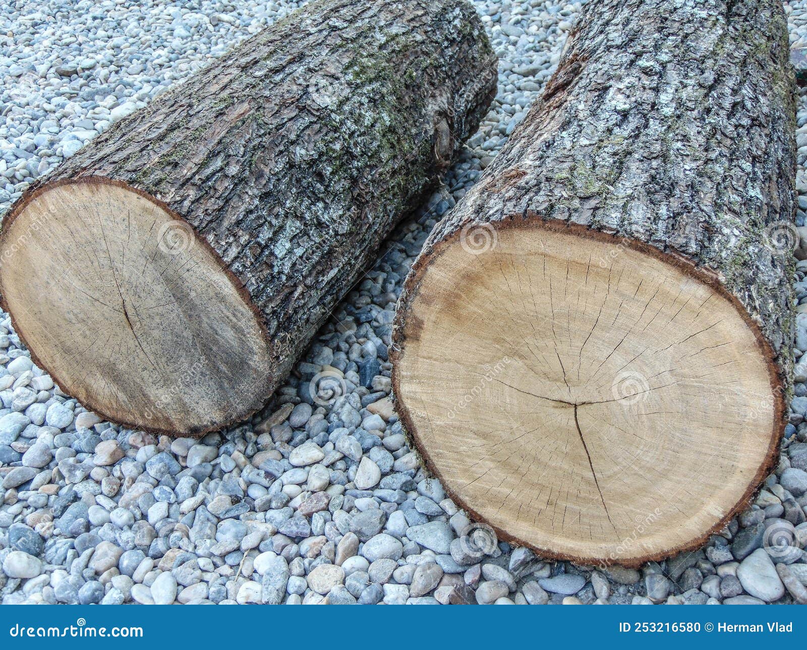 Two Tree Trunks. Wood Concept Stock Photo - Image of concept, wood ...