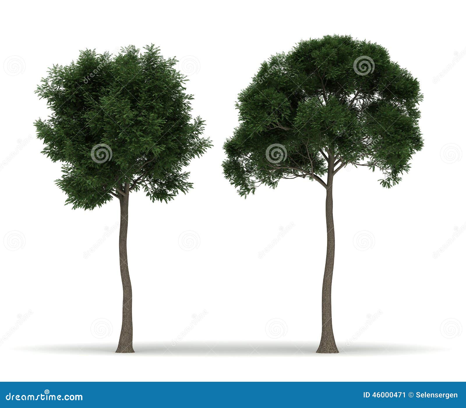 Two Tree stock illustration. Illustration of outdoor - 46000471