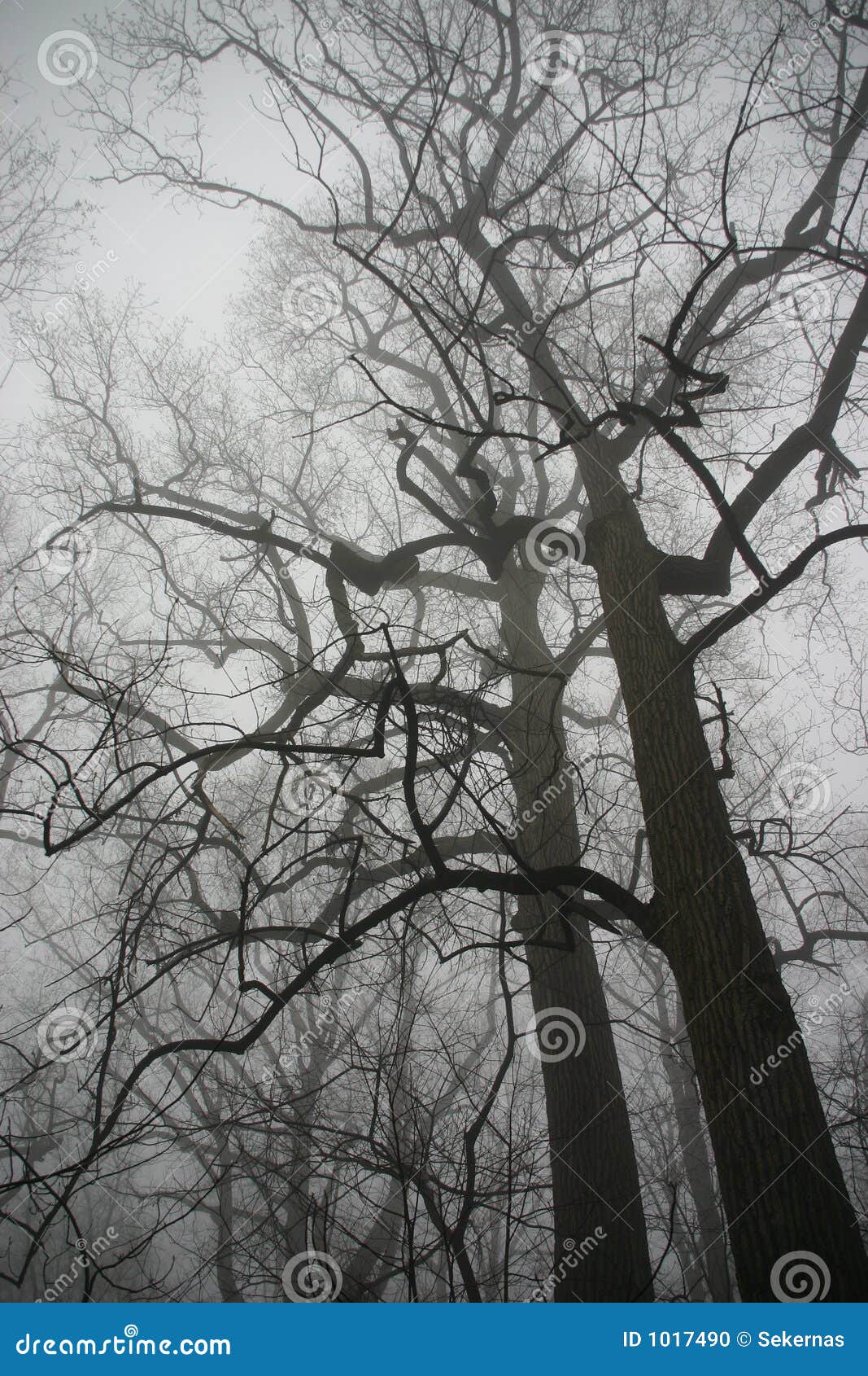 Two trees stock photo. Image of vegetation, parks, lawn - 1017490