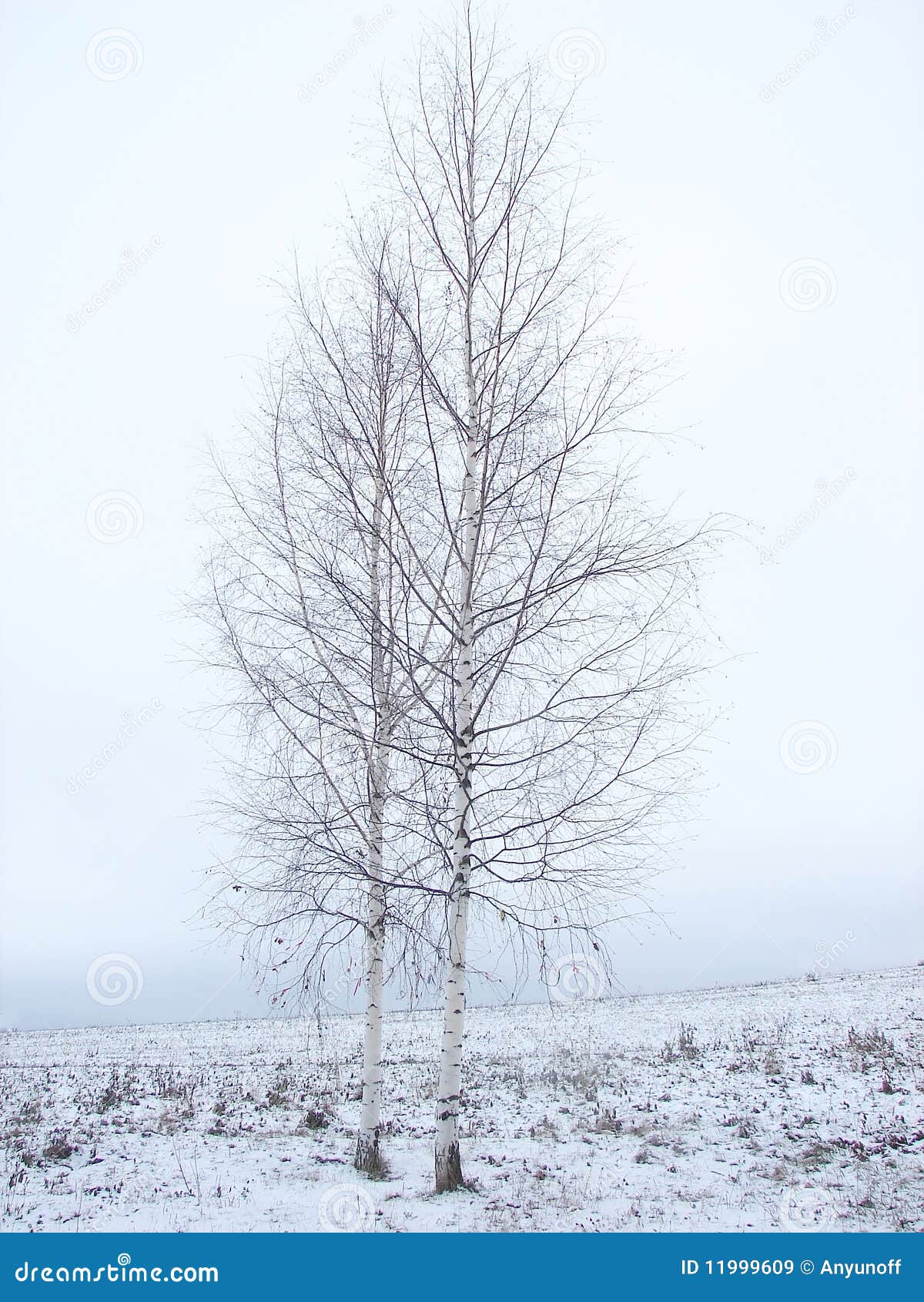 Two trees stock image. Image of nature, cold, season - 11999609