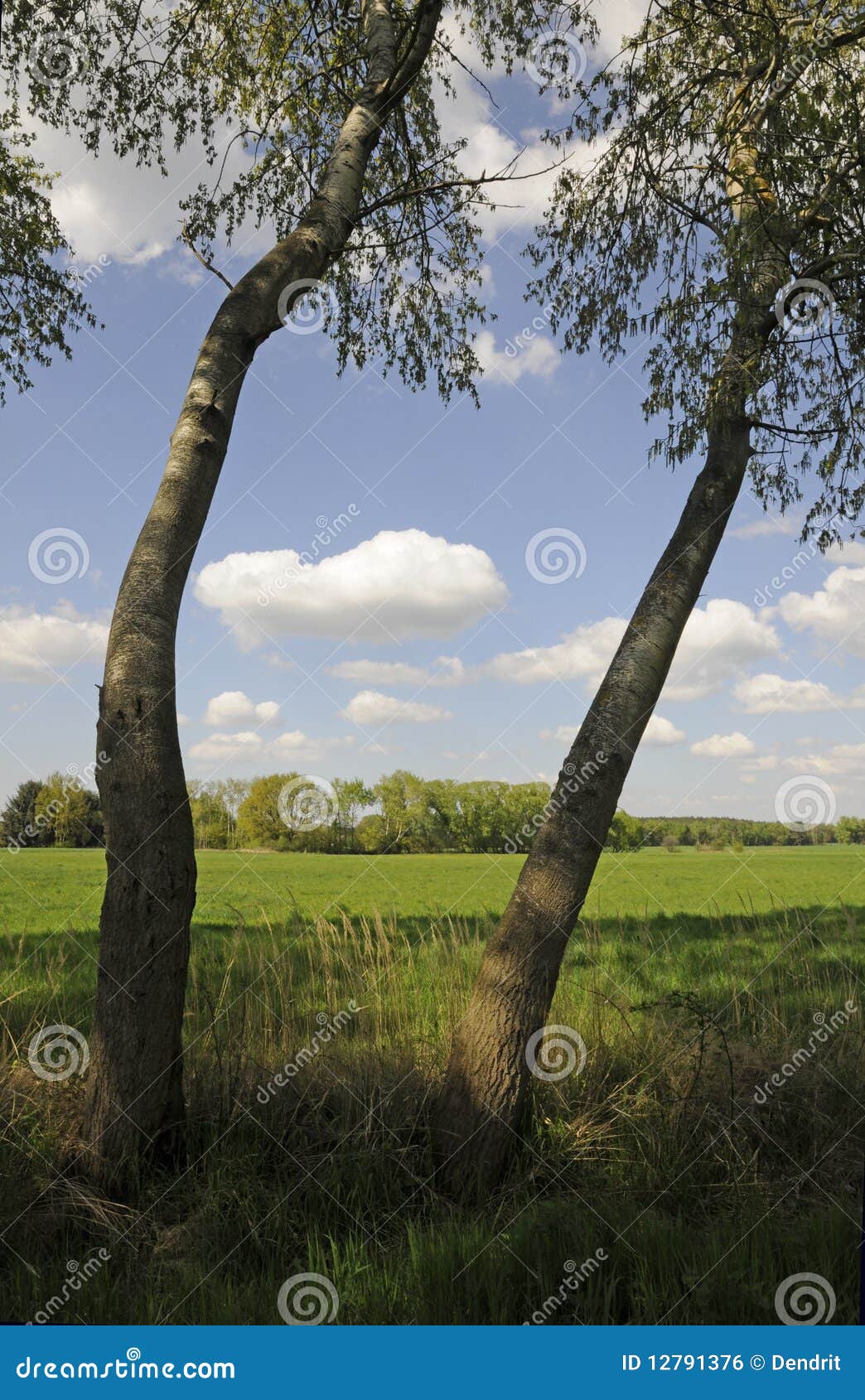 Two trees stock photo. Image of spring, cloud, landscape - 12791376