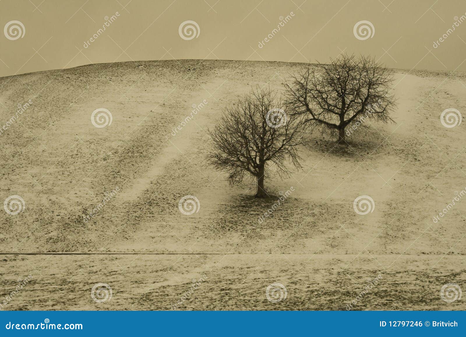 Two trees stock photo. Image of landscape, valley, scenic - 12797246